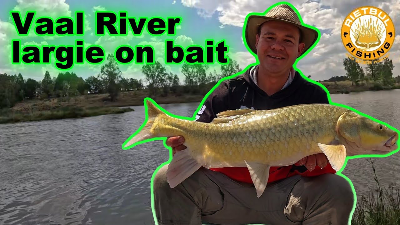 Largemouth Yellowfish on the Vaal River - YouTube