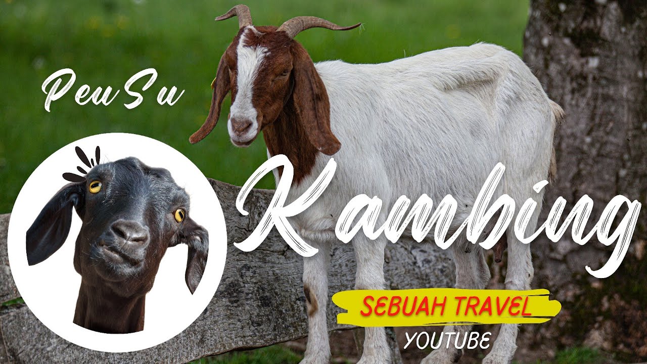 Suara Kambing, Kambing Embek, Kambing Embek-Embek, Kambing, Kambing ...