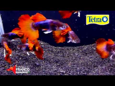 HB RED ROSETAIL by MARCOS FRANCO GUPPY - YouTube