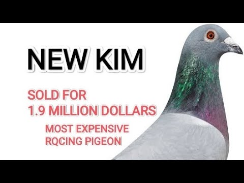 NEW KIM THE MOST EXPENSIVE RACING PIGEON - YouTube