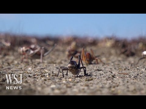 Are Blood Red Crickets Dangerous