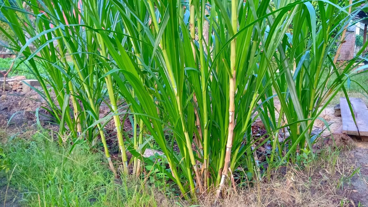 Jarak Ideal Penanaman Rumput Gajah - YouTube