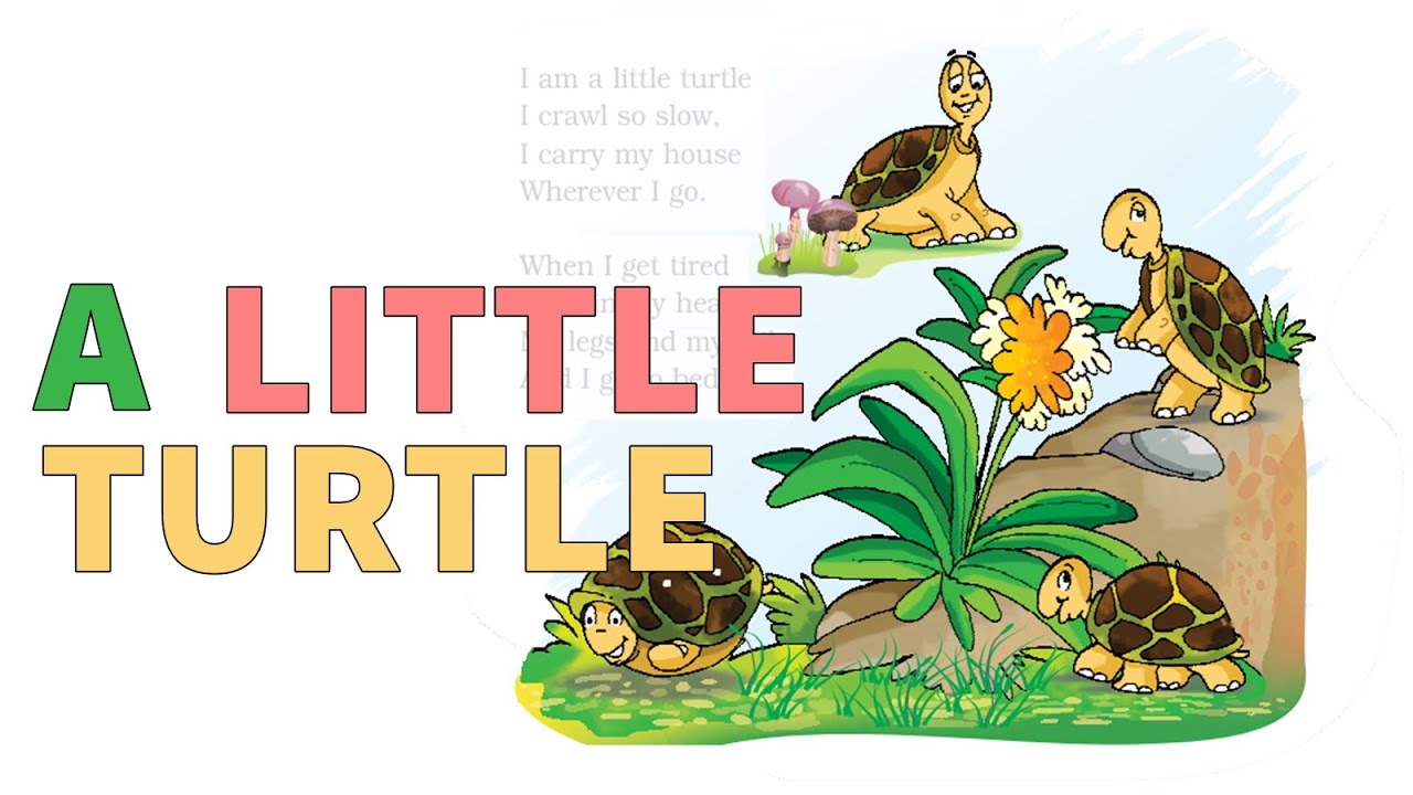 A little turtle poem - YouTube