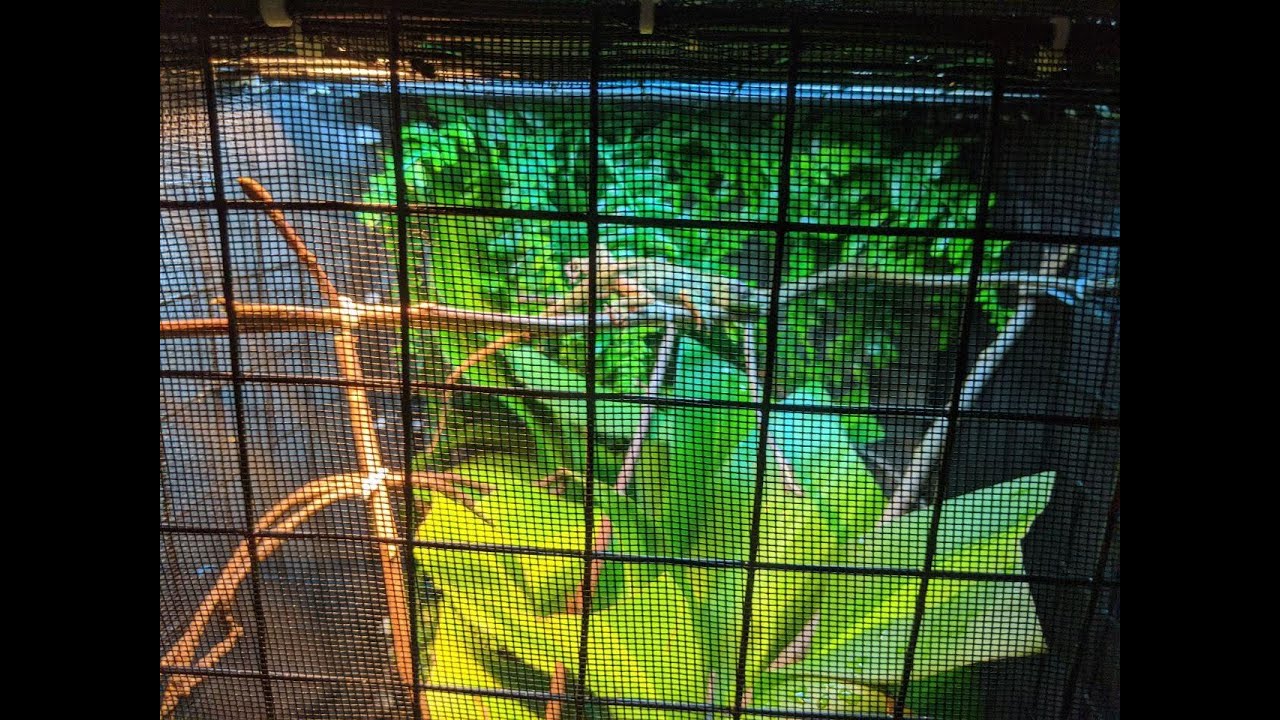 Cuban Knight Anole Home Made Enclosure Indoor Setup - YouTube