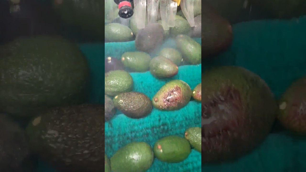 🥑🚿 CARMEN HASS AVOCADOS IN WASH LINE 🥑🚿 AGUACATES MENDEZ en LÍNEA de ...