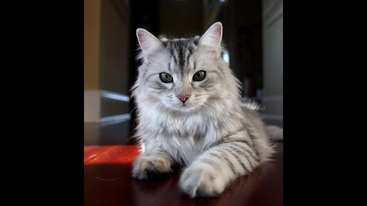 The Best, Most Unusual Exotic Cat Breeds - YouTube