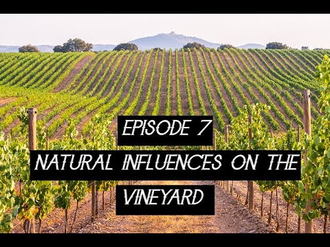 Episode VII - Natural Factors that affect the vineyard | WSET Level III ...