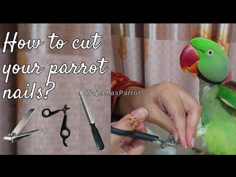 How to cut Parrot's nails - YouTube
