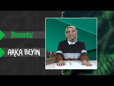 İnsanda Arka Beyin