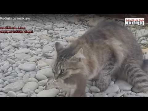 Kedinin gelincik avı ( SesliKimde.Com  Canlı Akışı )