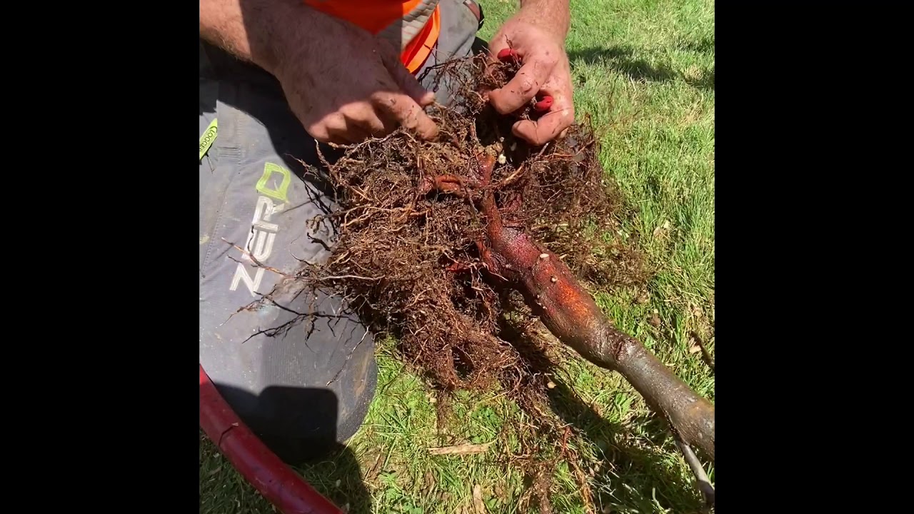 Planting a Balled and Burlap Tree - YouTube