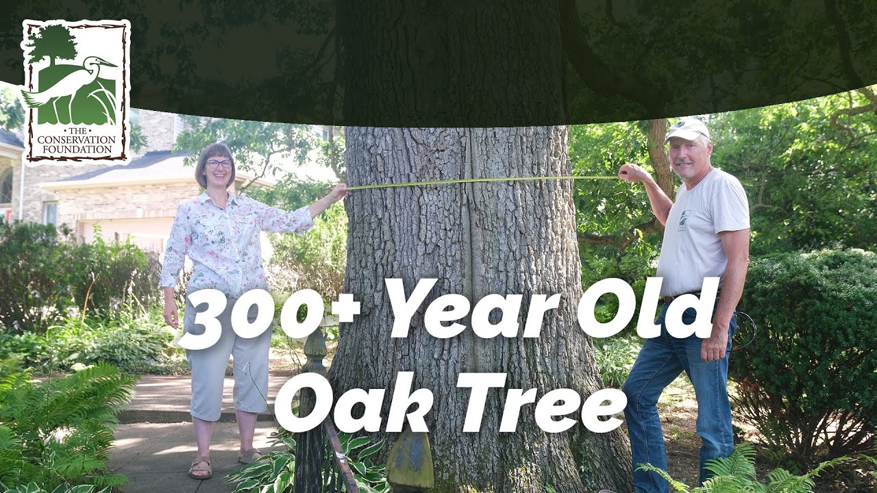 300+ Year Old Oak Tree is Thriving in West Chicago - YouTube