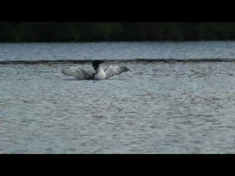 Loon attacks family of ducks - YouTube