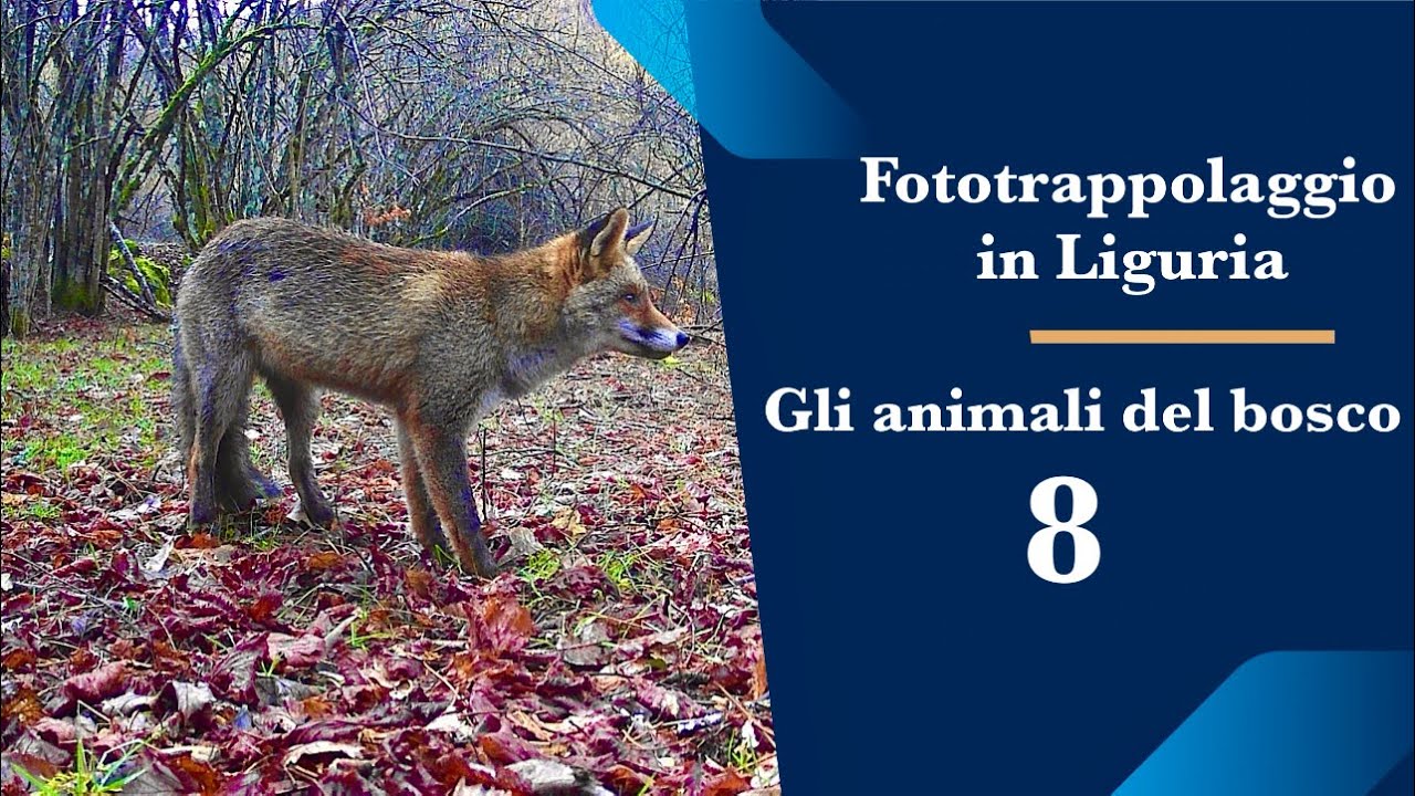 Fototrappolaggio in Liguria - gli animali del bosco 8 - YouTube