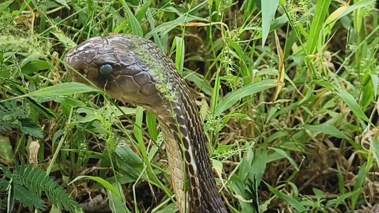 2 adult Spectacled cobra rescue and release from the same construction ...