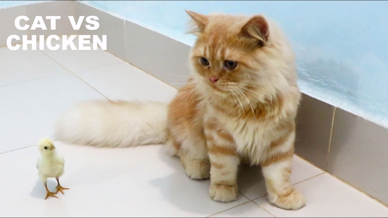 Cat Vs Tiny Chicken ! Cat walk with a Tiny Chicken ! The Chicks were ...