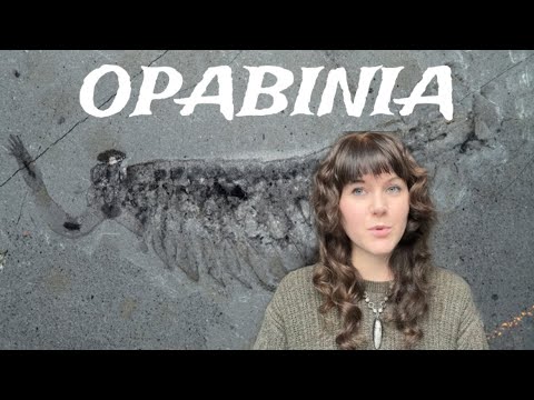Opabinia regalis: Monarch of Opabin - YouTube