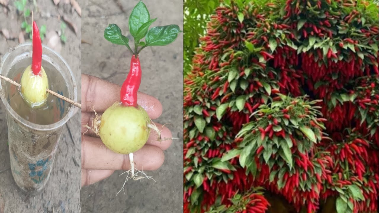 Simple method propagate chilli paper with Burmese Grape, propagate ...