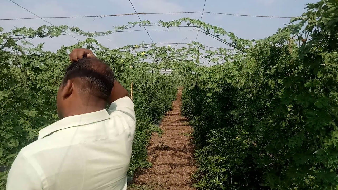 Karela farming with mix crop chilli 9028039010. Dr Agr Sachin Jadhav ...