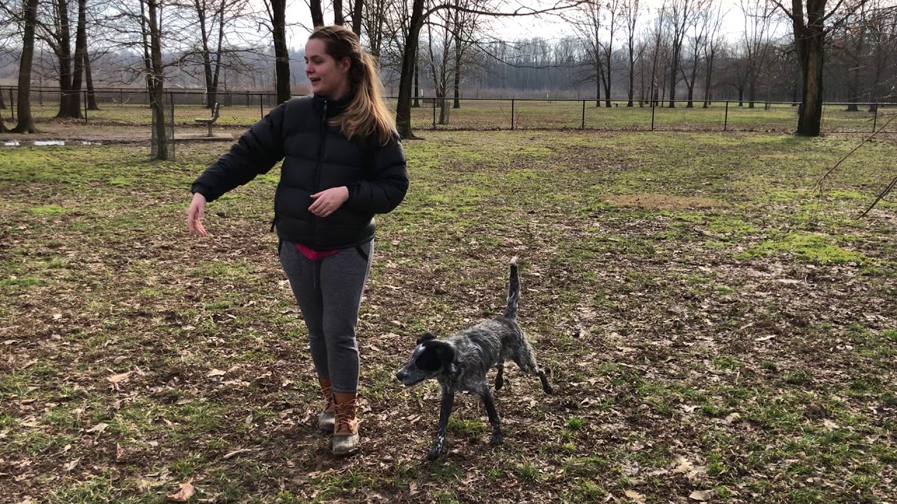 Siri - Australian Cattle Dog Standard Poodle Mix at 6 Months Old - YouTube