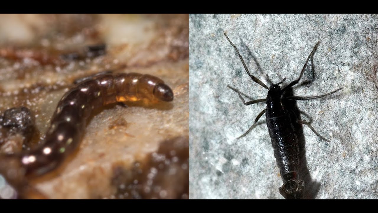 The Adaptations of Antarctica's Only Insect - YouTube