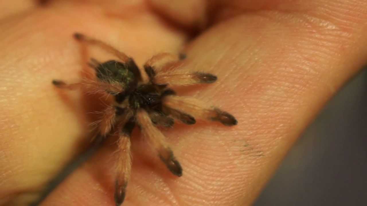 Panama Blonde rehouse (Psalmopoeus pulcher) - YouTube