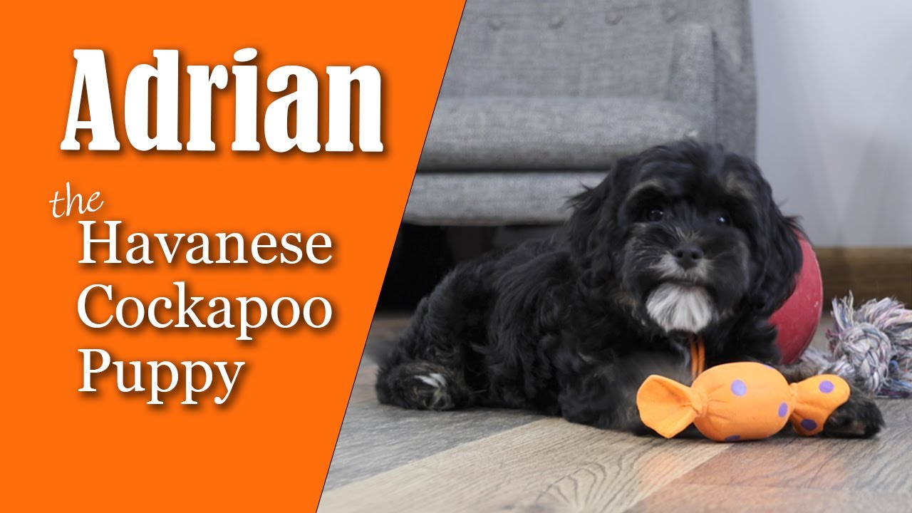 Adrian the HAVANESE Cockapoo AVAILABLE at DeazDoodleRanch.com - YouTube