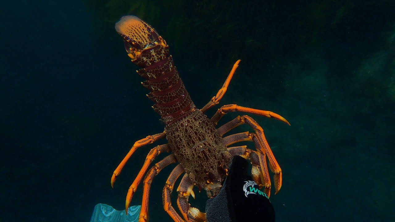 FREE DIVING LOTTIN POINT NZ EAST COAST (BIG CRAYS) - YouTube