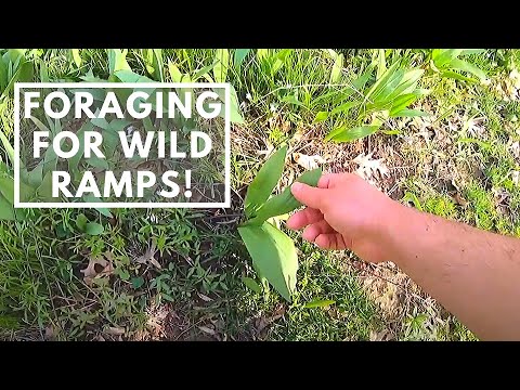 How to Forage for and Cook with Wild Ramps - YouTube