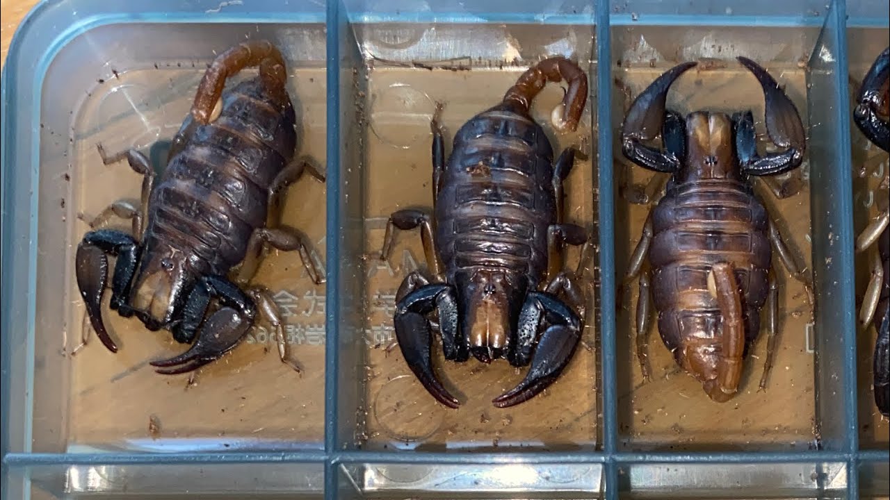 Opistophthalmus karrooensis hissing (karoo burrowing scorpion) - YouTube