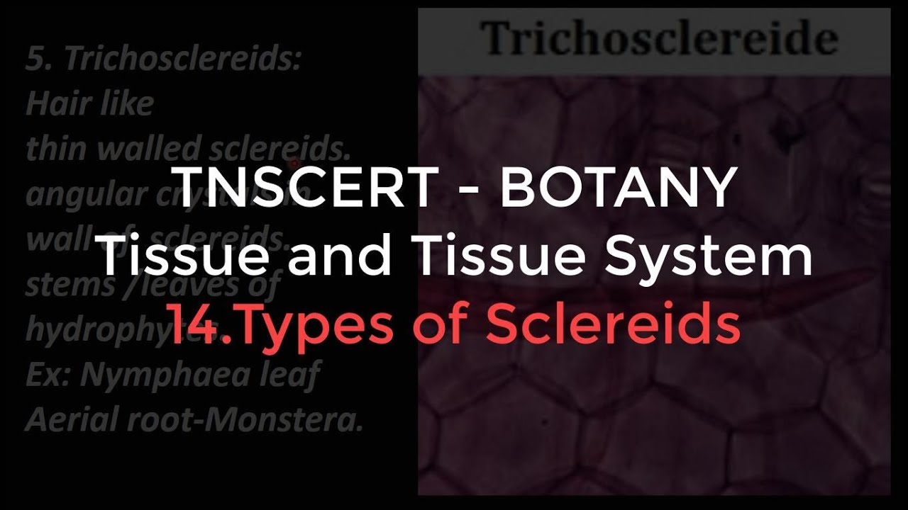 Trichosclereids
