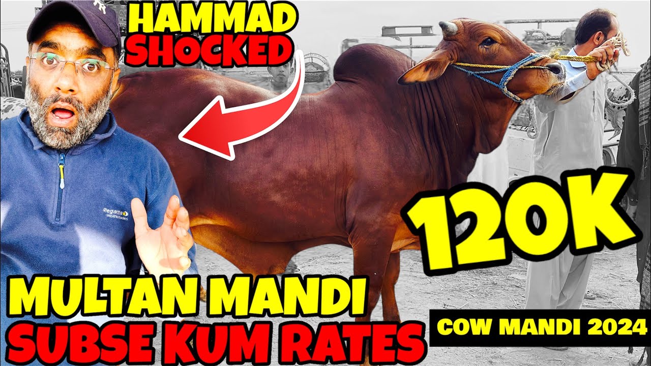 Lahore Vs Multan Cow Mandi | Bakra Eid 2024 | RATE MULTAN MEN KUM MILA🔥Shauk with Hammad Bakra ...