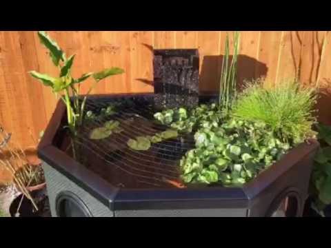 Blagdon affinity half moon pond - YouTube