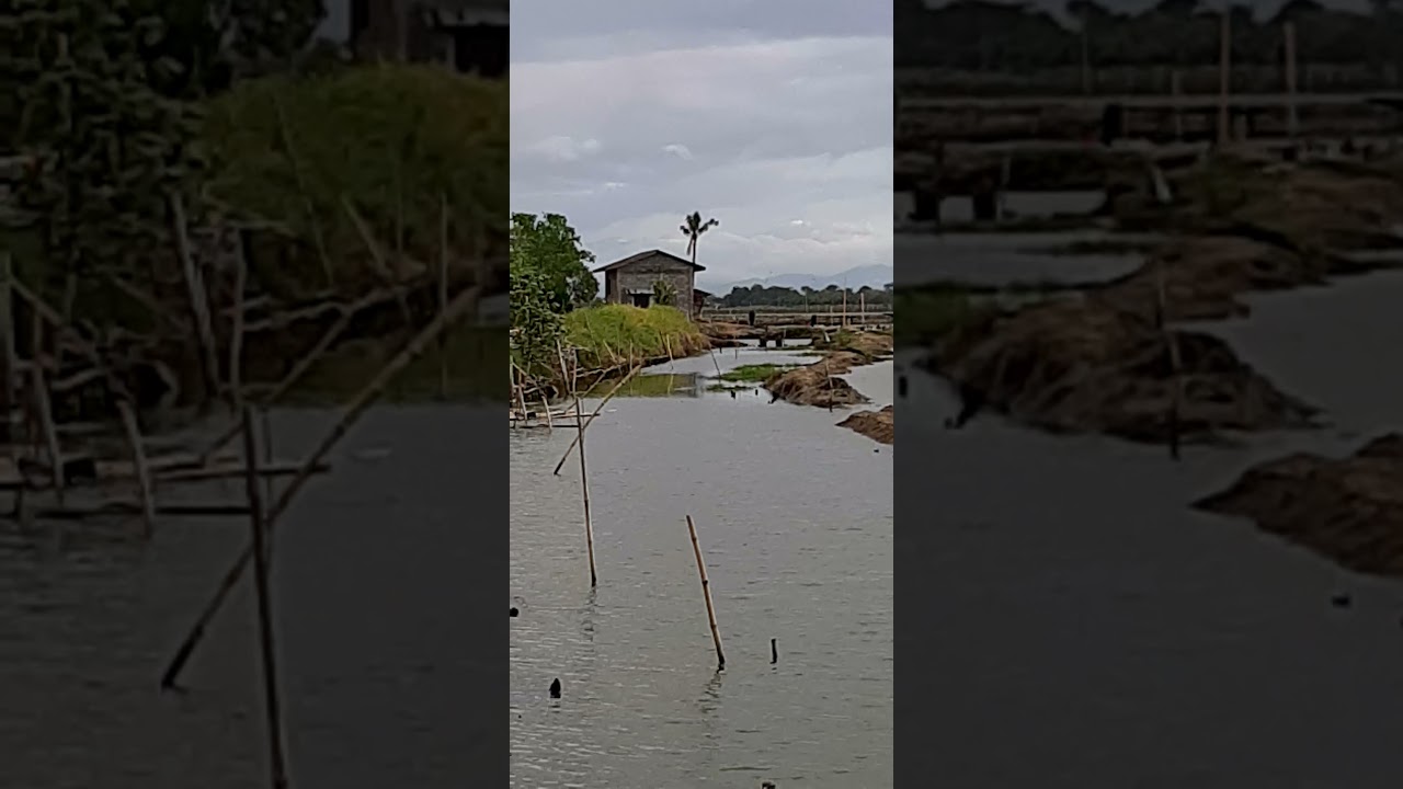 the adventure of talimusak...c galema namamansing ng tilapya... - YouTube