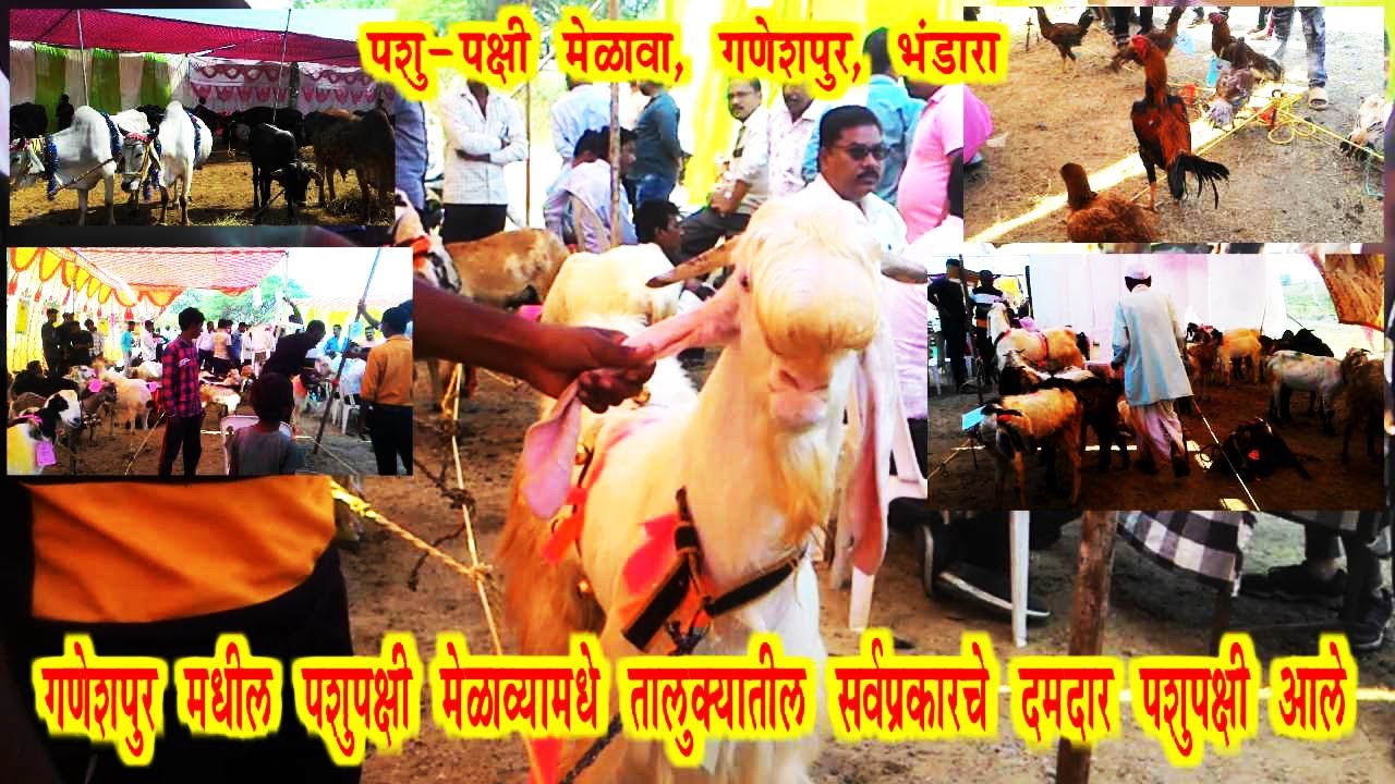 PASHU PAKSHI MELA CHE GANESHPUR MADHE BHAWYA AYOJAN BHANDARA - YouTube