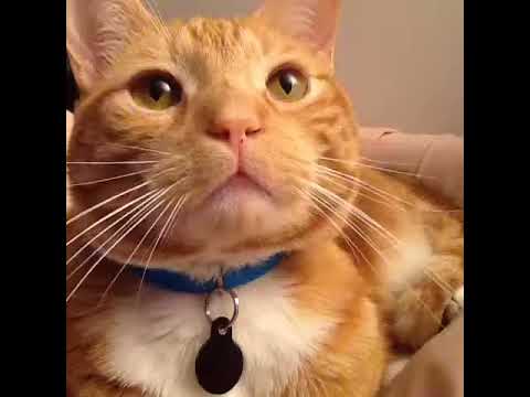 Answer Cat answers.... - YouTube