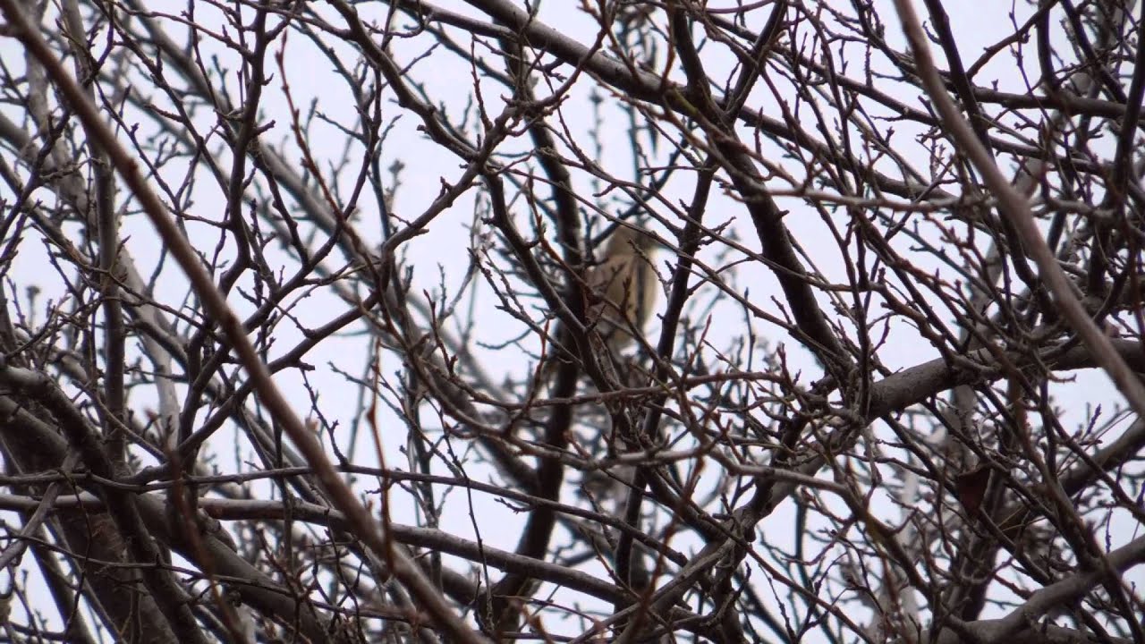 Bird Singing in Backyard Tree before Rain - YouTube