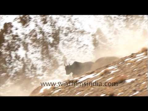 Yaks running in the Mountains of Ladakh - YouTube
