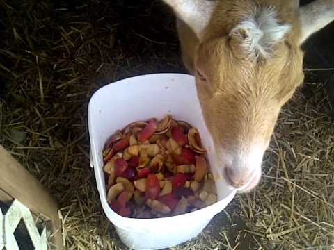 Goats Love Apple Skins - YouTube
