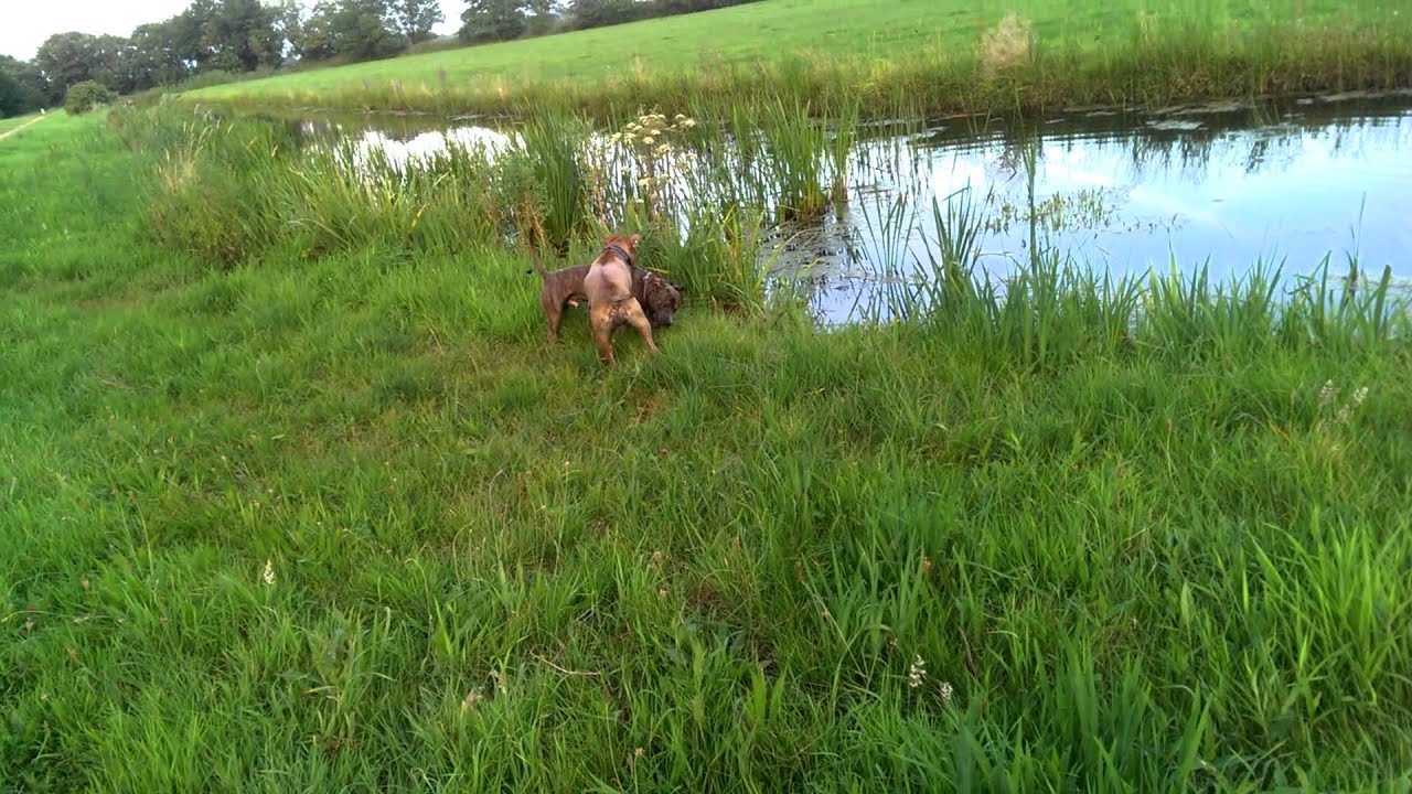 Cheddar the Rednose Pit & Kano the Stafford pla - YouTube