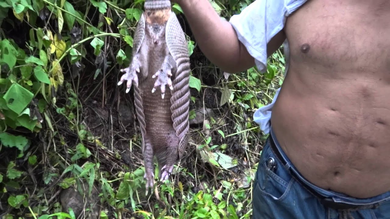 CUSUCOS DE COSTA RICA - YouTube