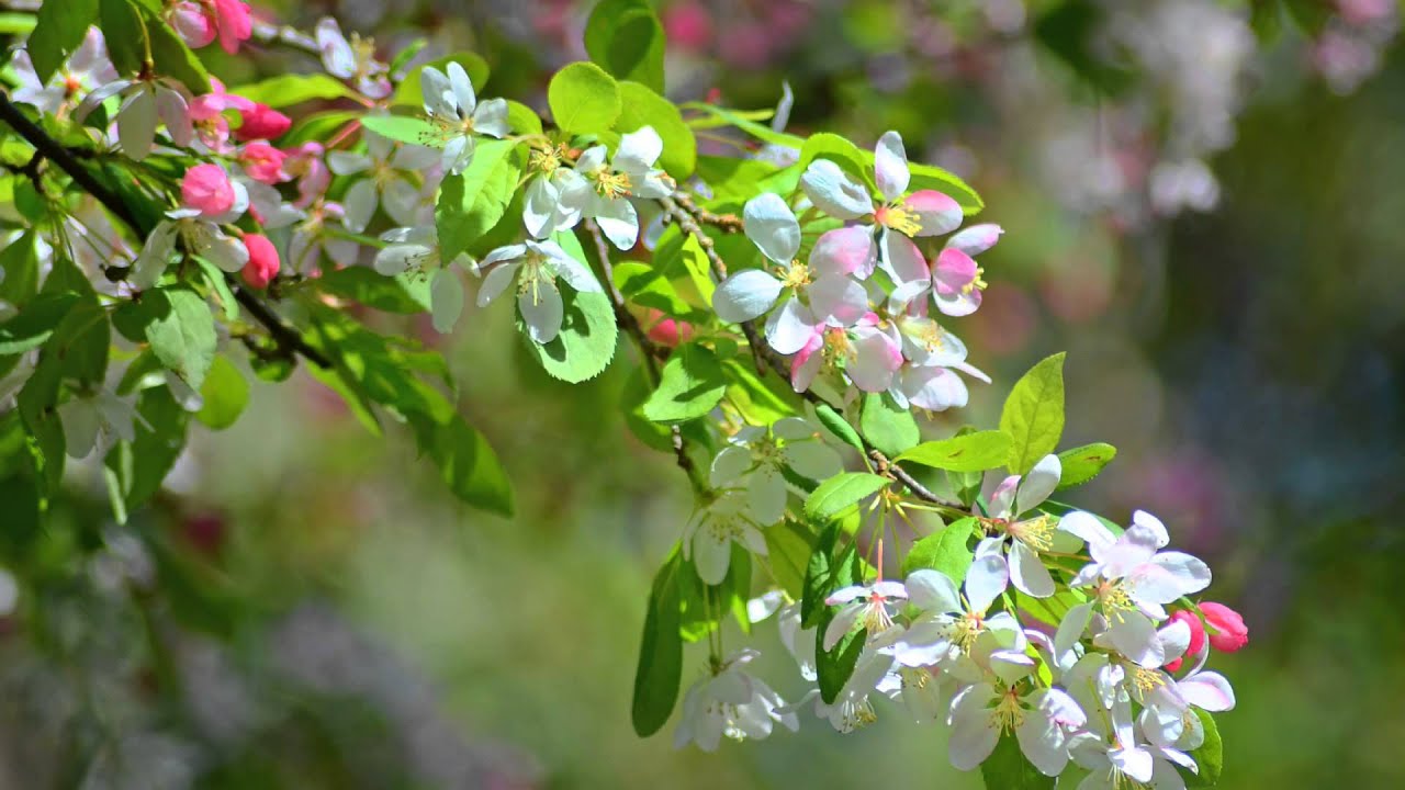 To The West With My Love - Daniel Thai - YouTube