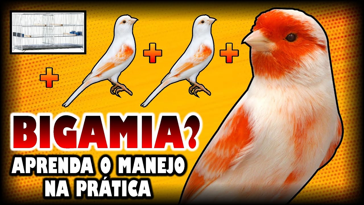 BIGAMIA - O QUE É? COMO FAZER? E QUANDO FAZER? - (PASSO A PASSO MUITO ...