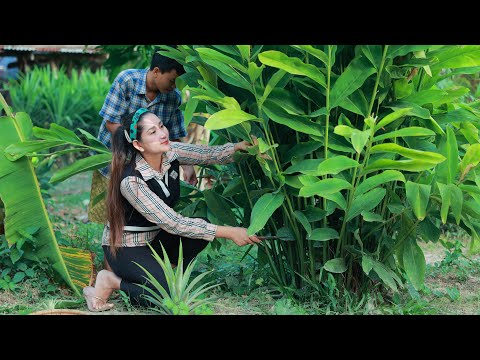 Have you ever try Young Galangal Stalk before? | How to eat galangal stalk for your food