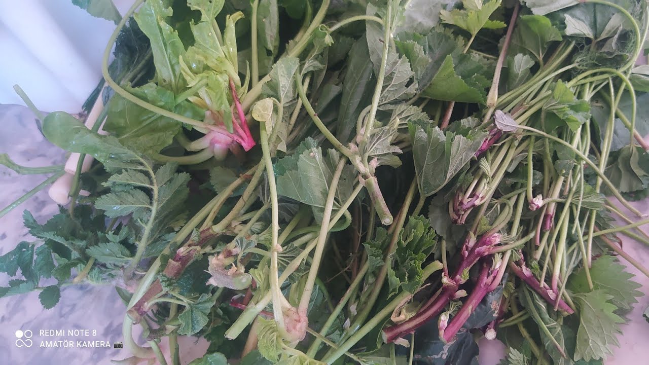 Yenilenebilir Yabani Otlar Nelerdir 📢 Ege'nin En Meşhur Yenilen Yabani ...