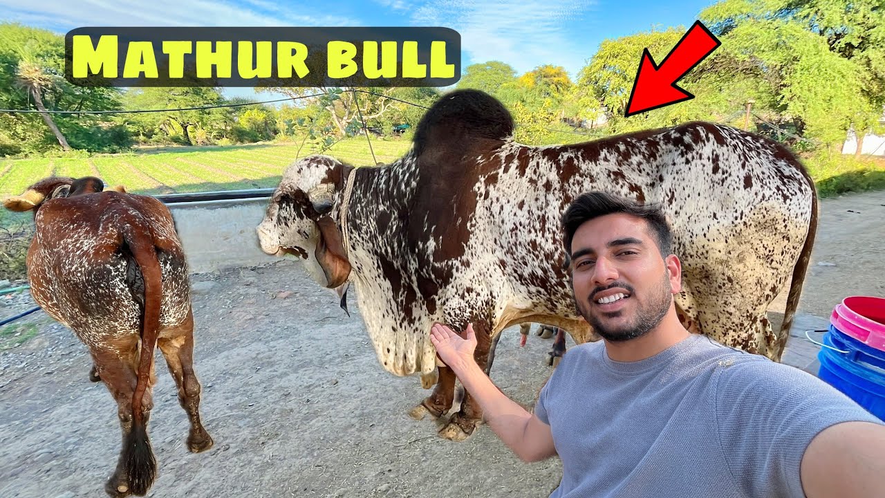 New bull ka name Mathur😱🤔 - YouTube