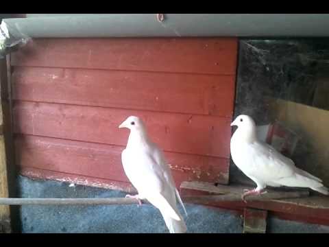 Homing pigeons white ( doves ) - YouTube