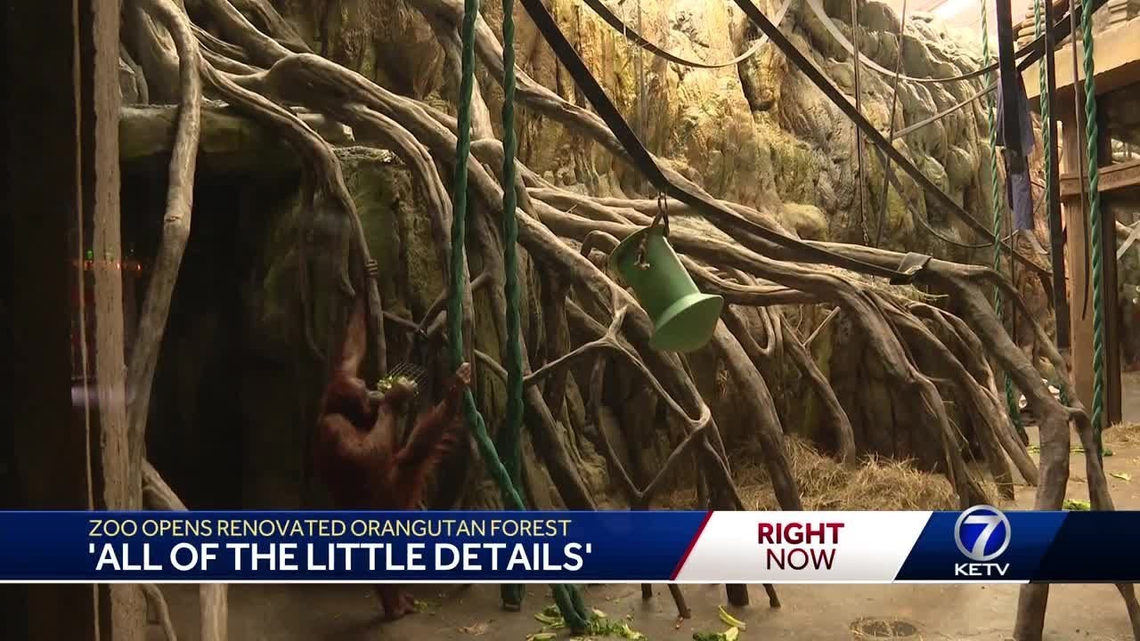 Henry Doorly Zoo unveils new Hubbard Orangutan Forest - YouTube