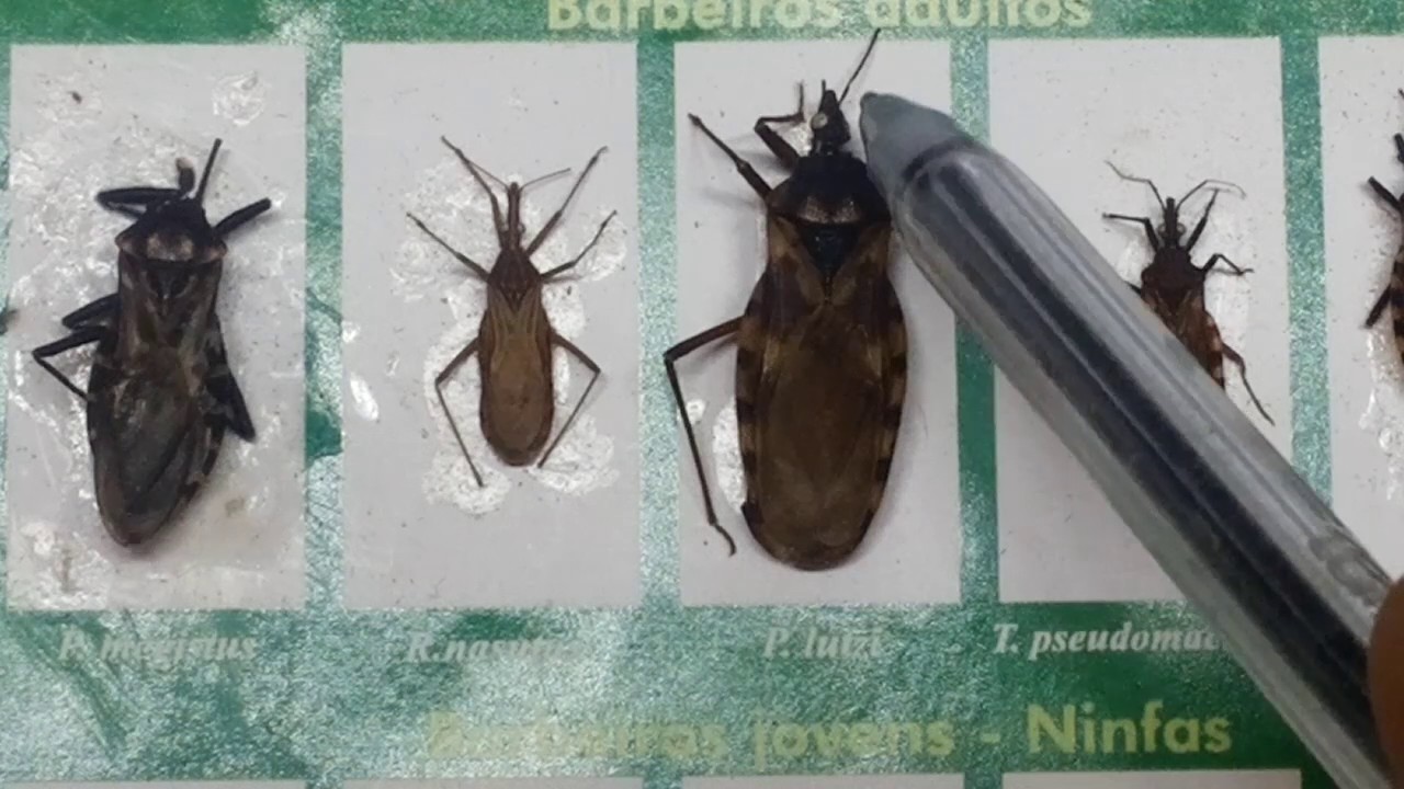 Identificando um Barbeiro - YouTube