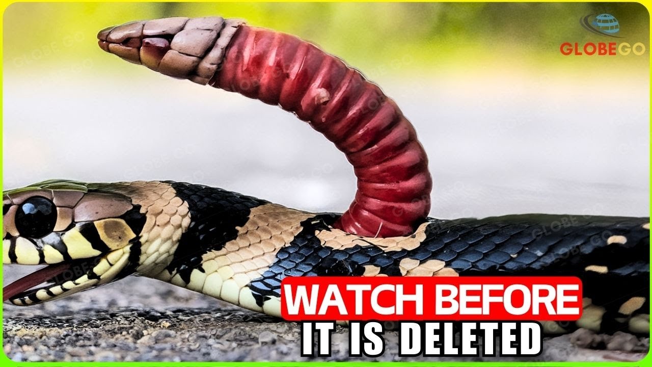 Animals That Snakes Are Terrified Of (Even Venomous Snakes Flee ...